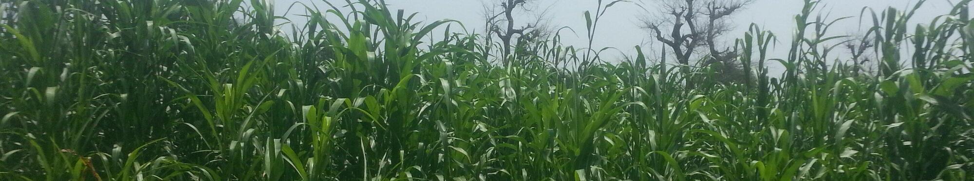 Home Page | Fur Language and Culture